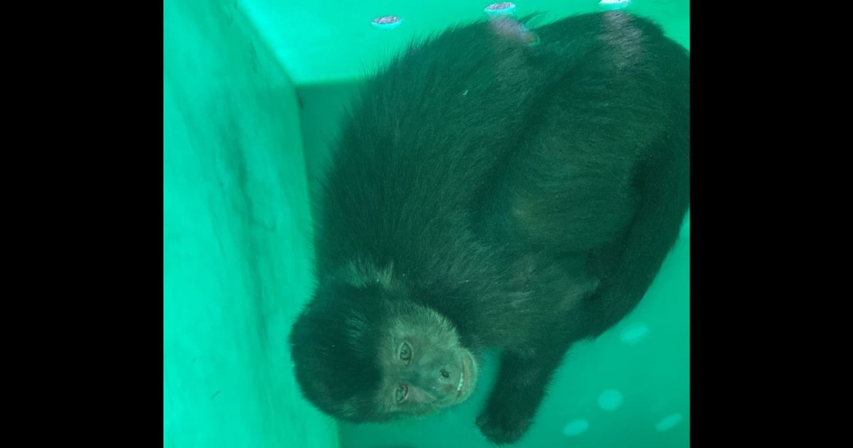 VÍDEO – Macaco 'Chico' abre latas de cerveja e derruba produtos em ...