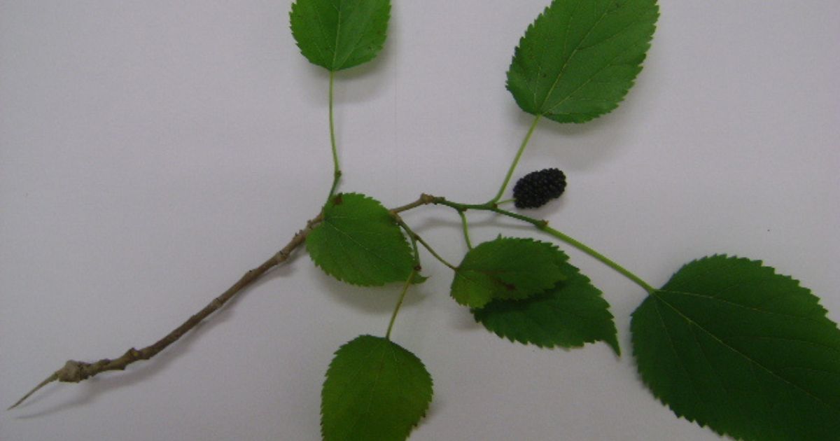 Pesquisadoras da Furb desenvolvem composto que reduz colesterol e tem ...