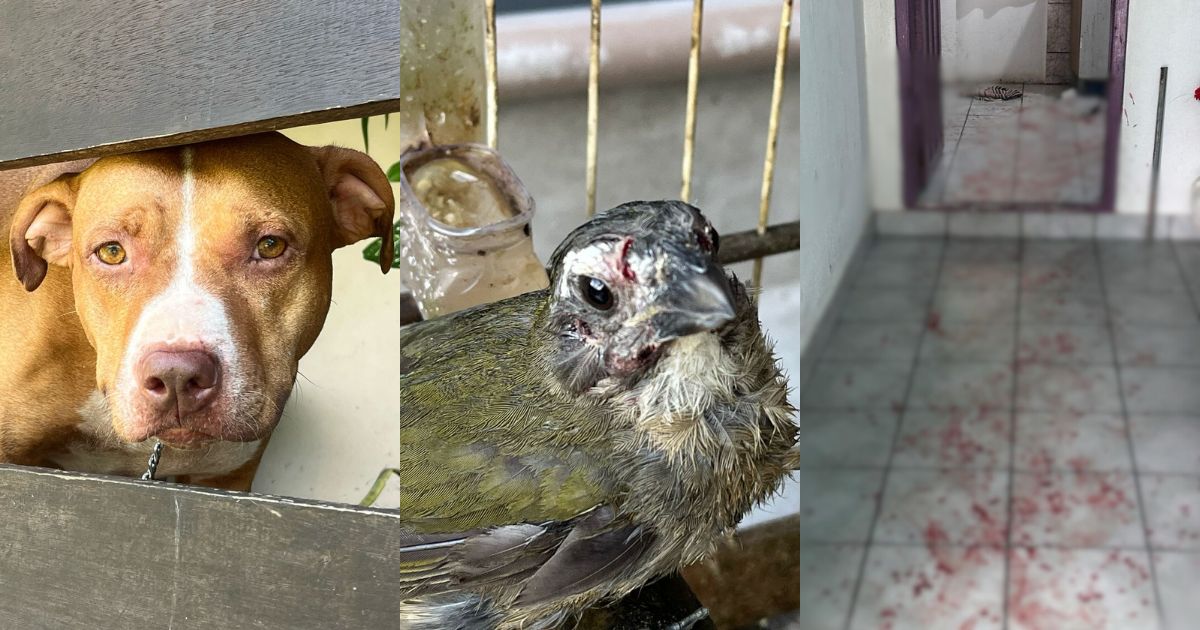 Ataque brutal de pitbulls revela possível caso de maus-tratos a animais ...