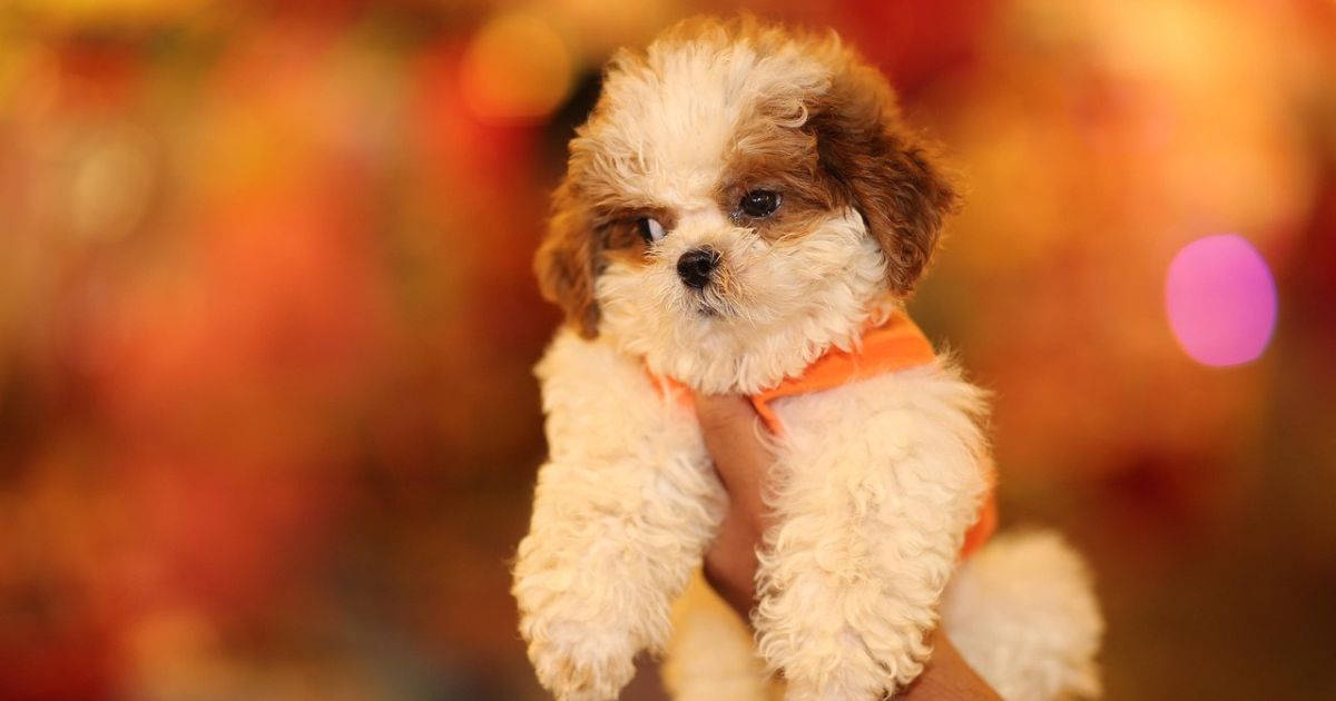 "RG Animal": Presidente Lula lança programa de sistema do cadastro ...